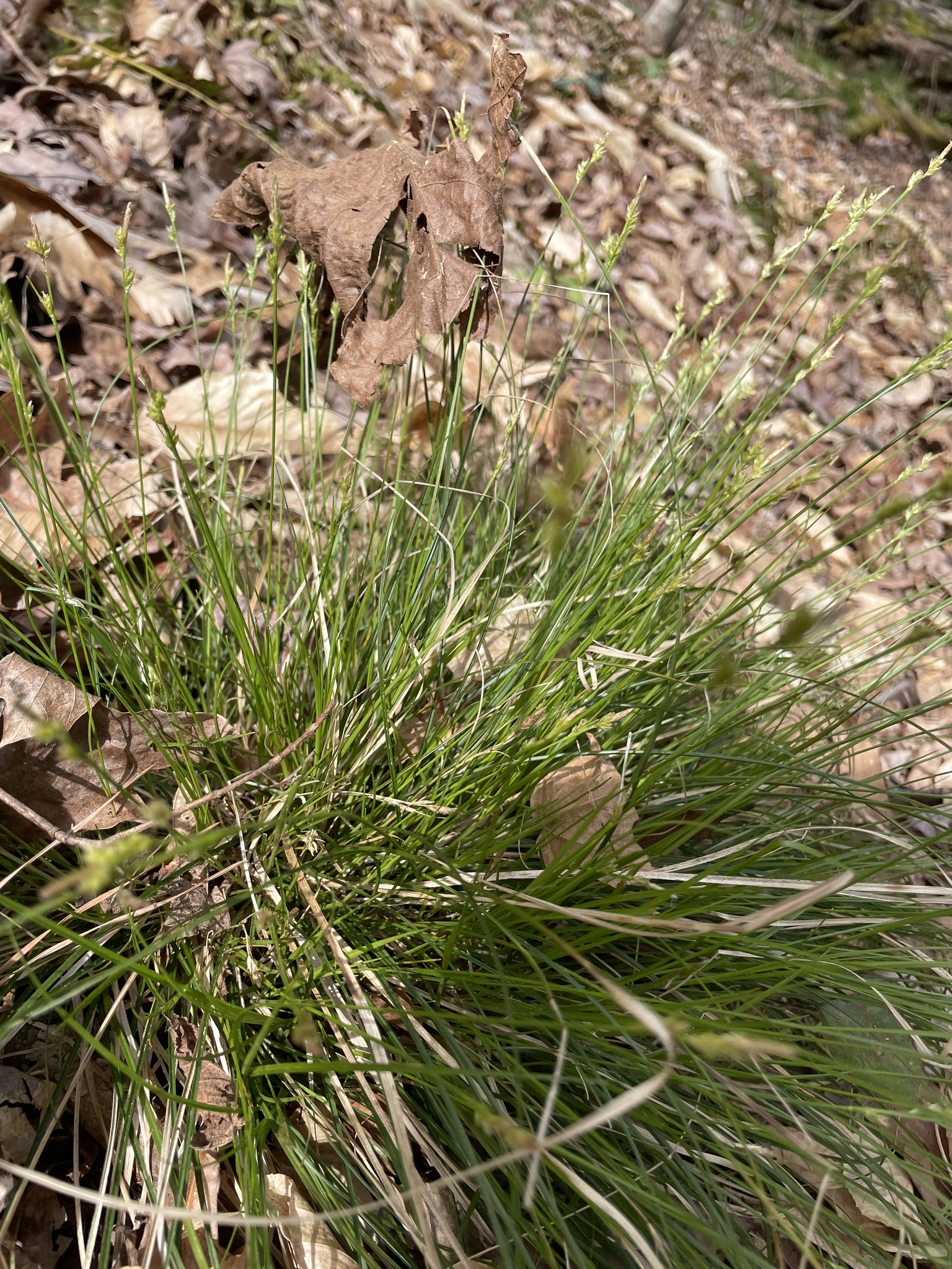 Carex albicans Willd. ex Spreng.