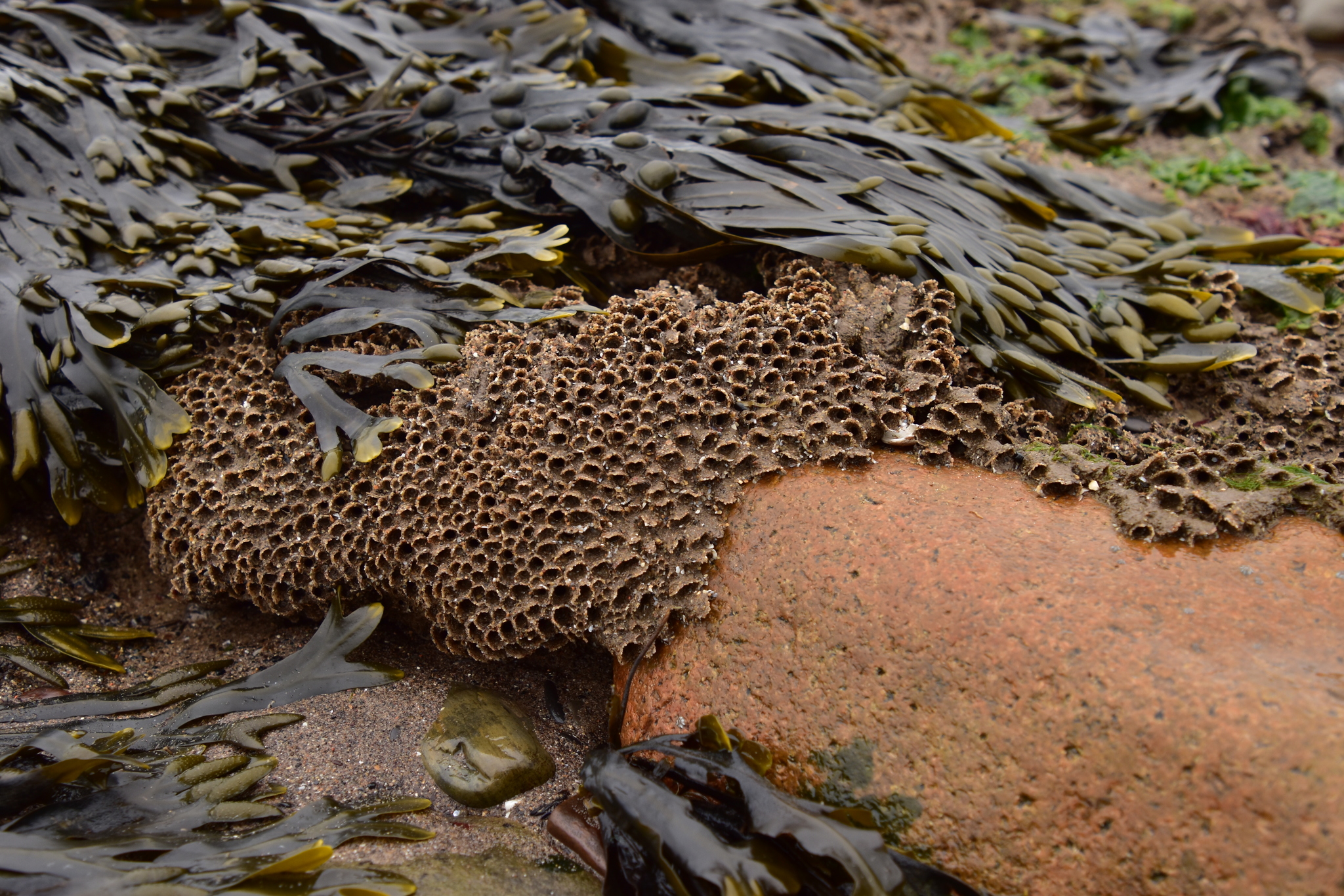 Sabellaria alveolata (Linnaeus, 1767)