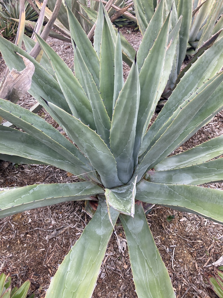 century plants from North San Diego Bay, San Diego, CA, US on March 14 ...