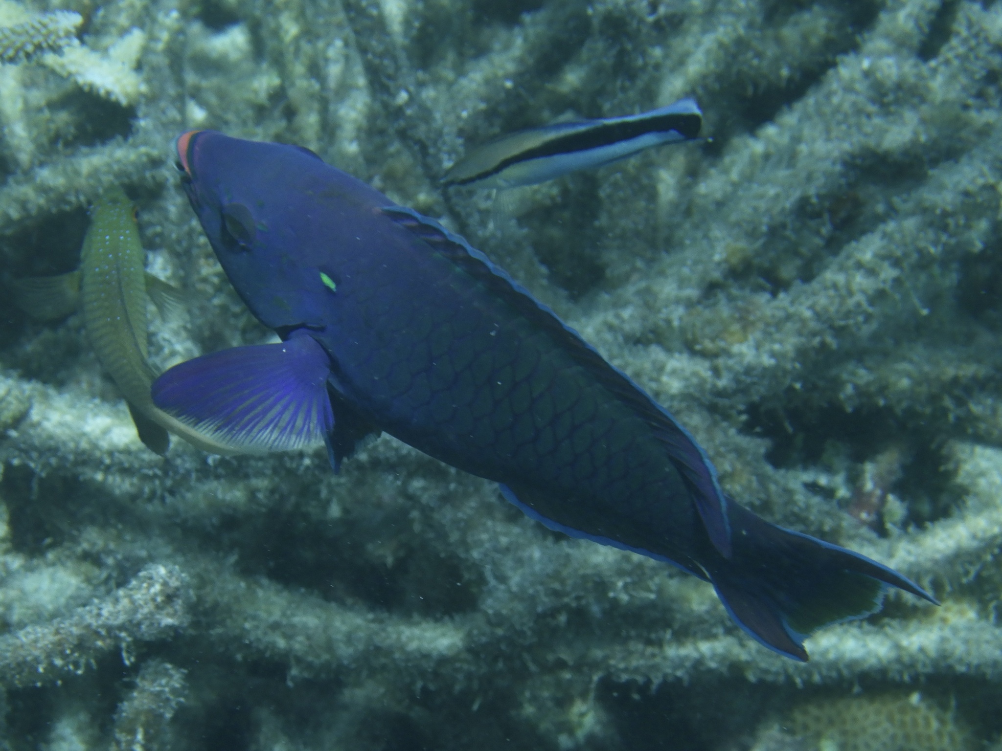 Scarus niger Forsskål, 1775