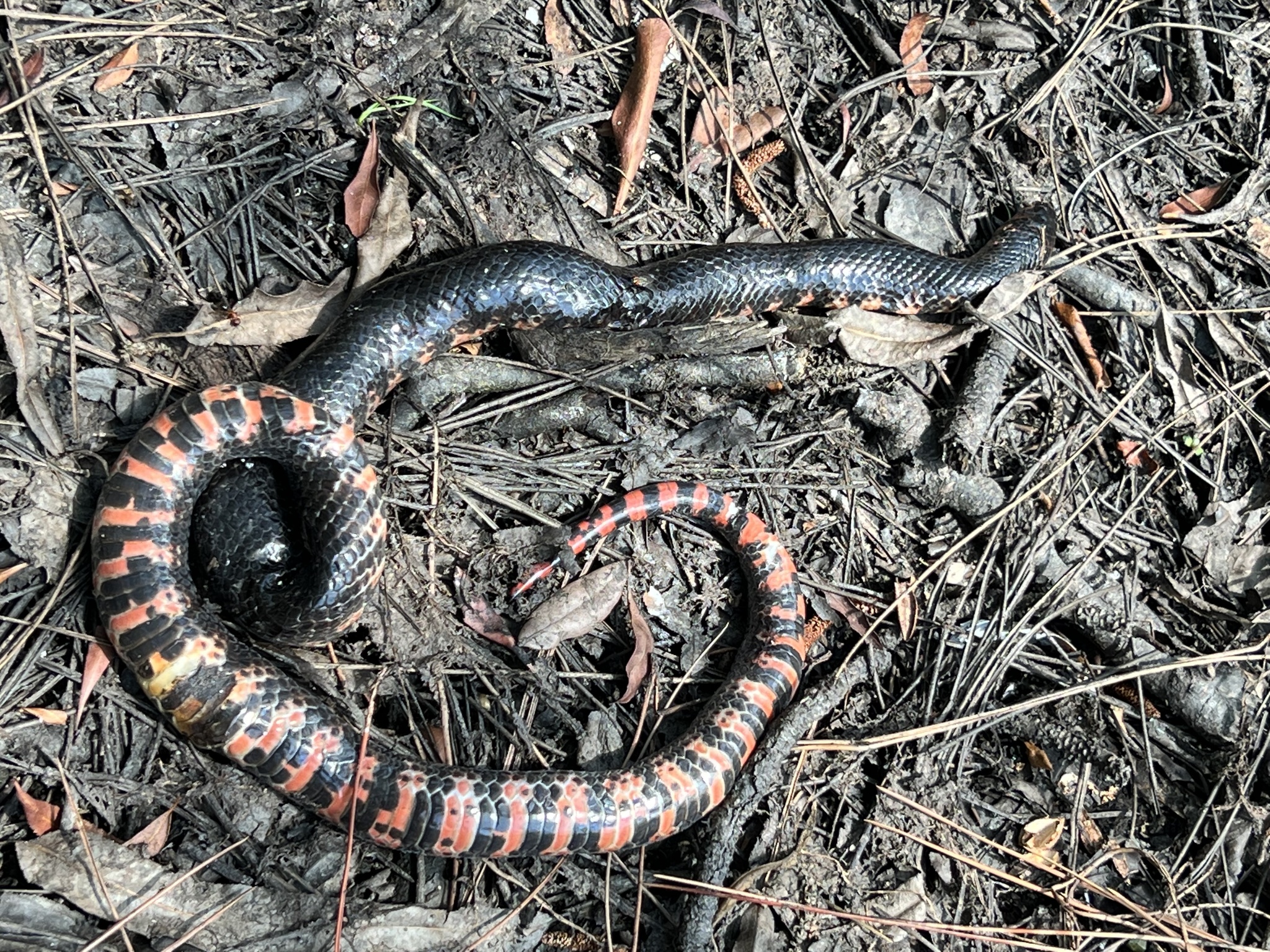 Farancia abacura (Holbrook, 1836)