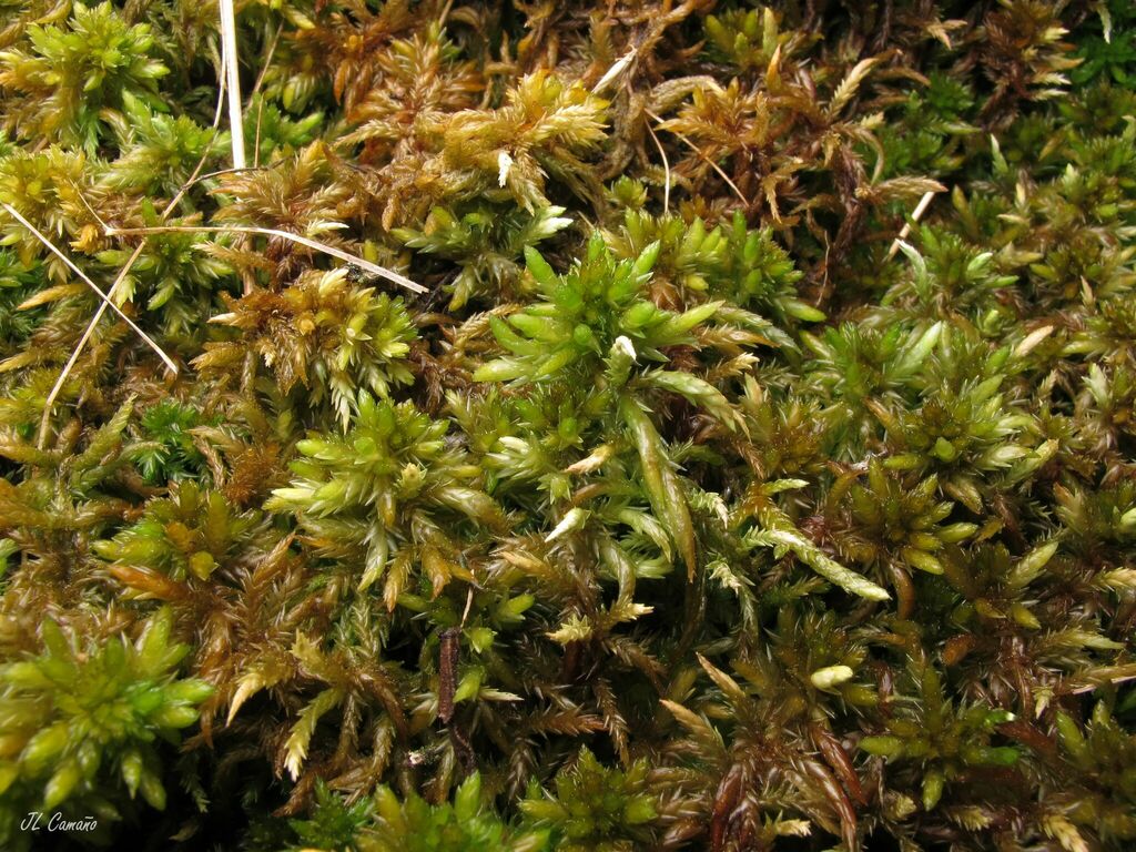 Cow-horn Bog-moss from Ourense, España on February 26, 2023 at 12:00 PM ...