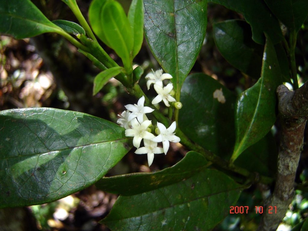 Craterispermum (Coffees, Bedstraws, and Allies of Analamazaotra Reserve ...