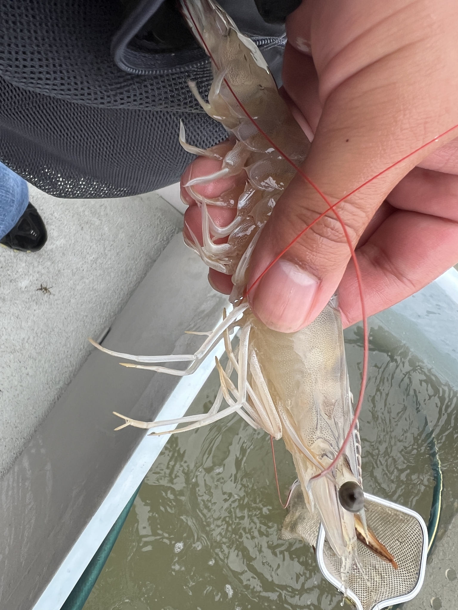 Penaeus setiferus (Linnaeus, 1767)