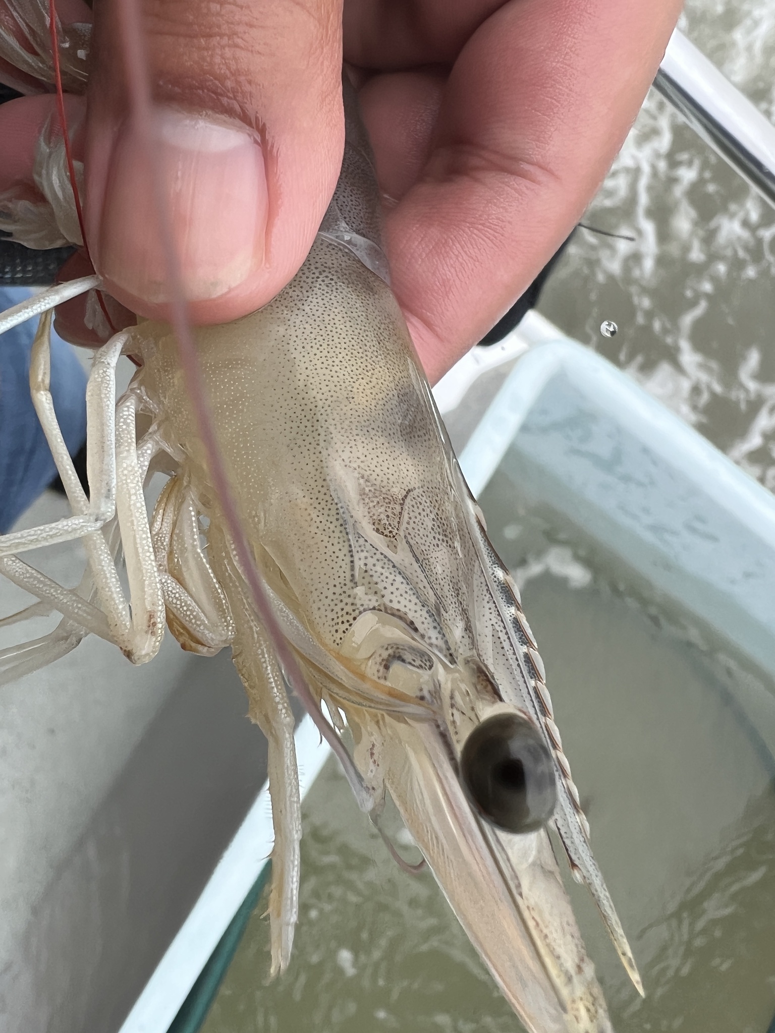 Penaeus setiferus (Linnaeus, 1767)