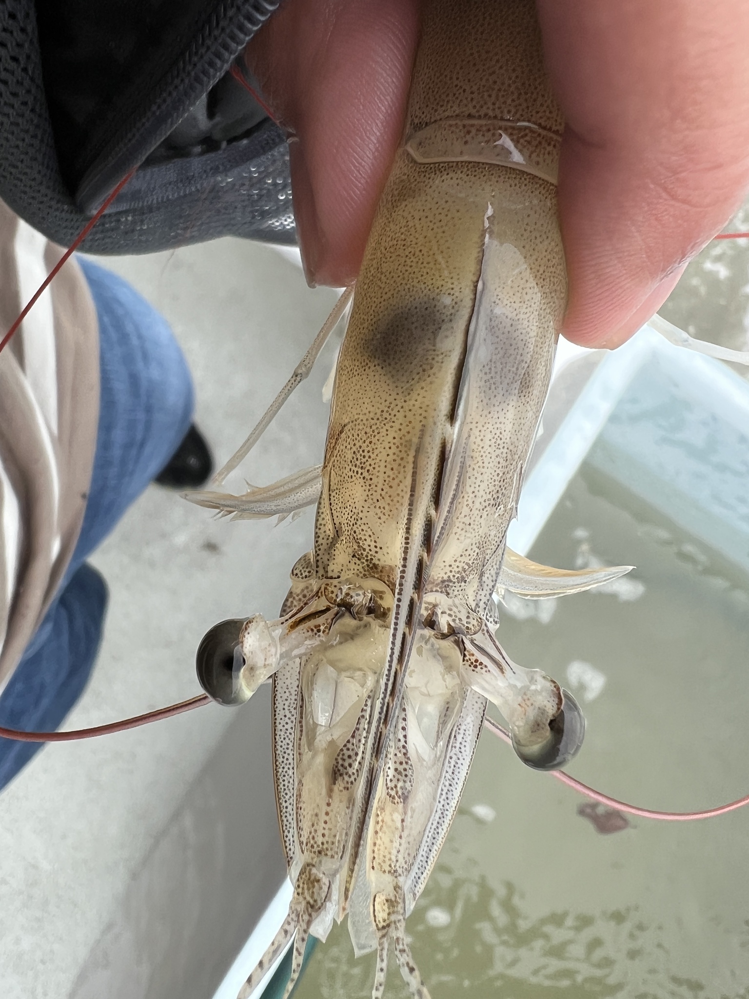 Penaeus setiferus (Linnaeus, 1767)