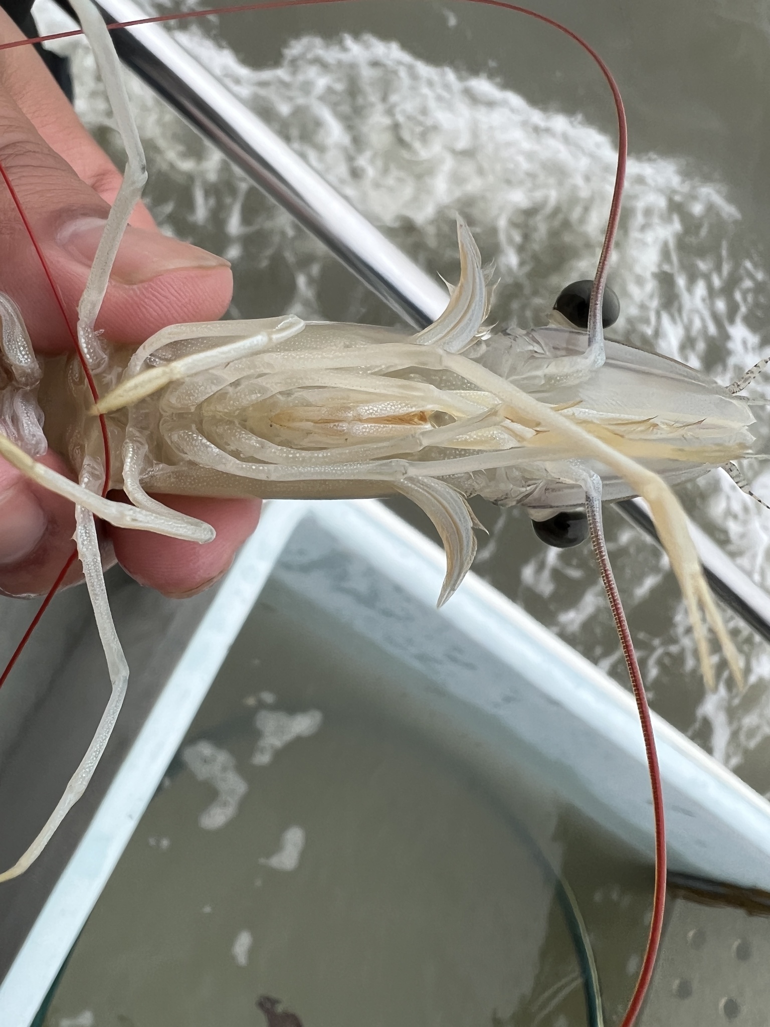 Penaeus setiferus (Linnaeus, 1767)