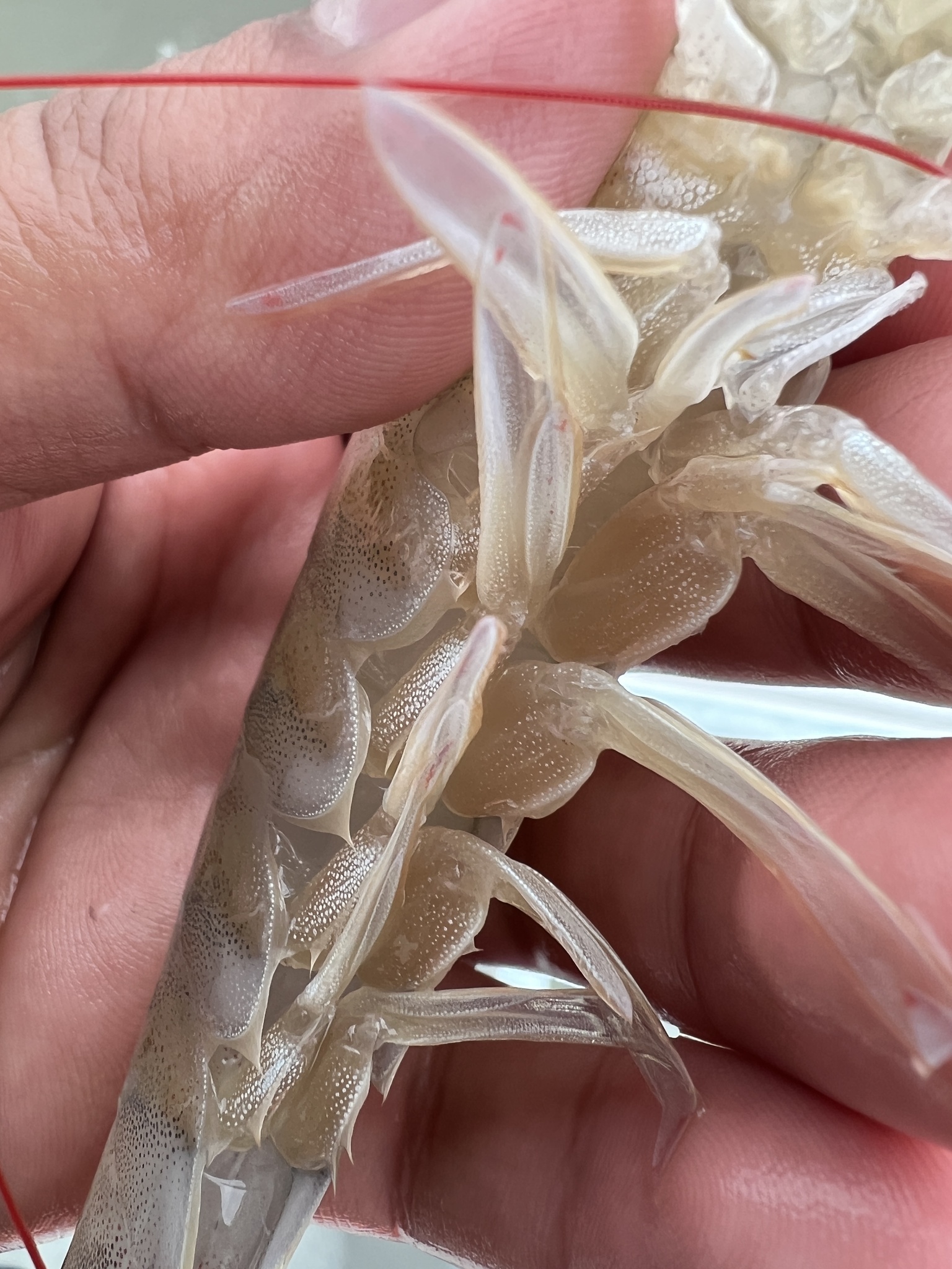 Penaeus setiferus (Linnaeus, 1767)