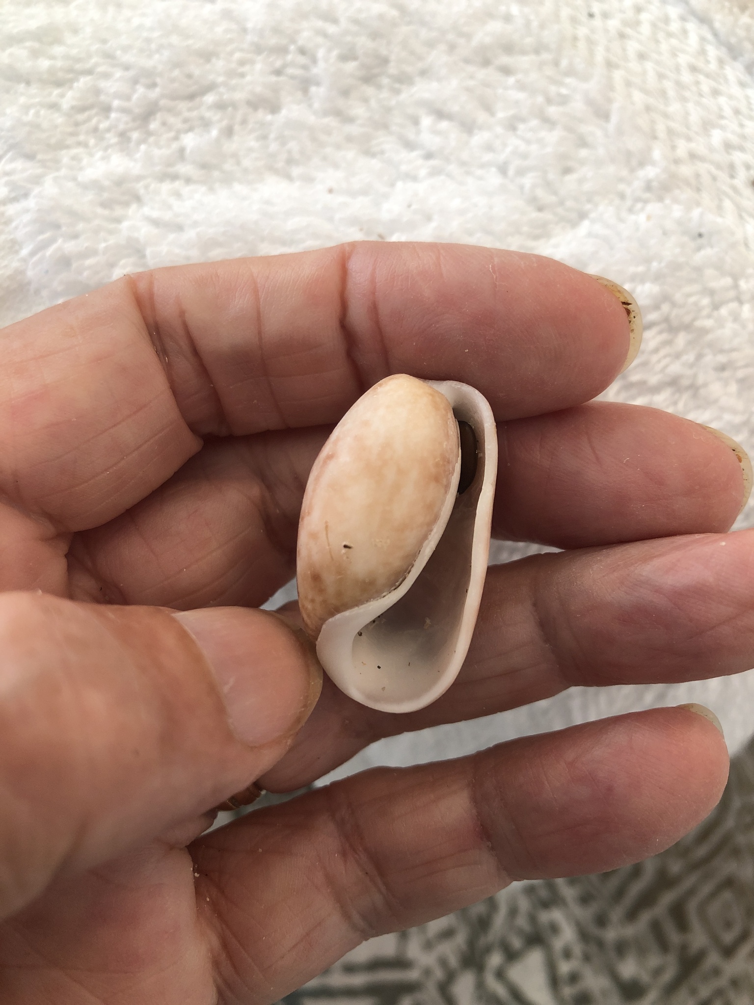 Bulla occidentalis A.Adams, 1850