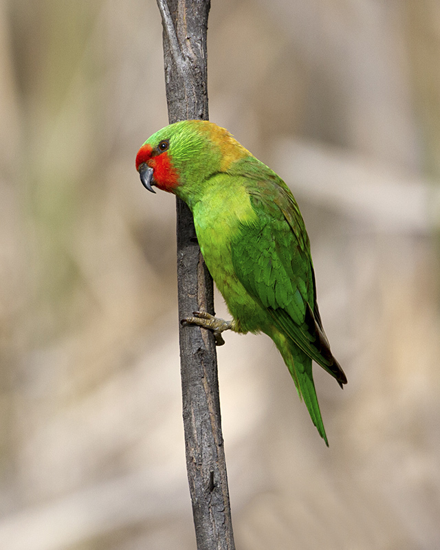 Little Lorikeet from Karara QLD 4352, Australia on August 22, 2013 at ...