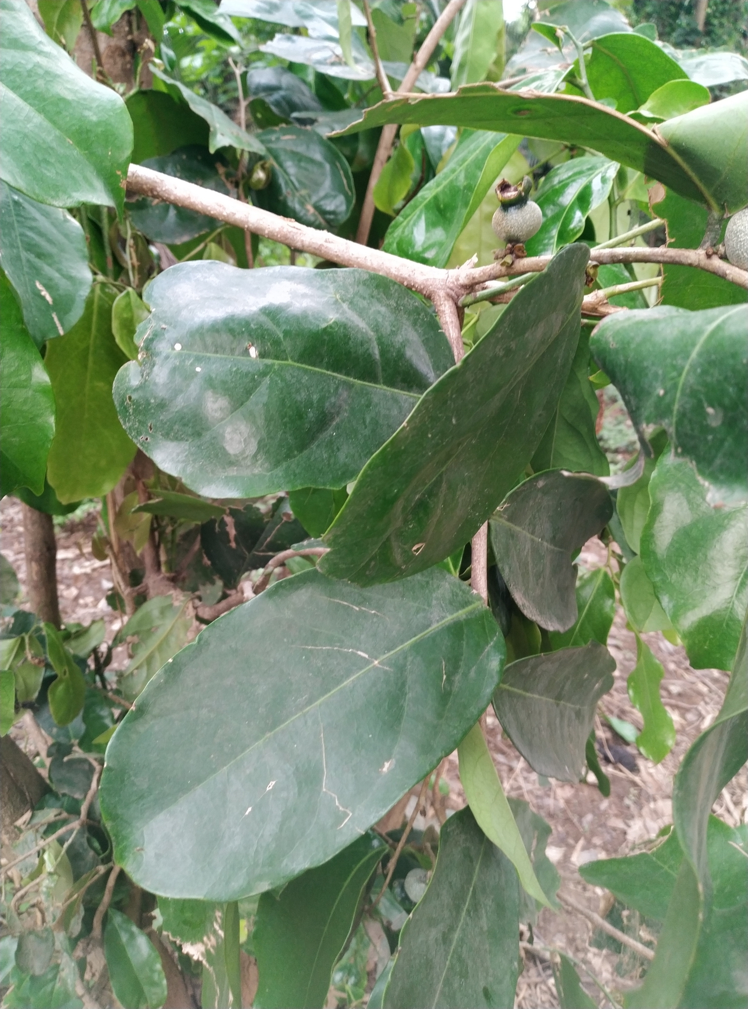 Napoleonaea imperialis P.Beauv.