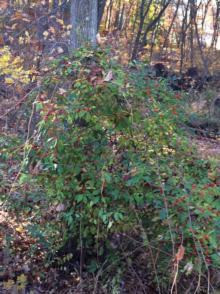 winterberry holly from Fairchild Memorial Park, Trumbull, CT, US on ...