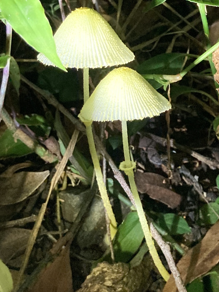 Fragile Dapperling from Banksia Park, St Lucia, QLD, AU on March 15 ...
