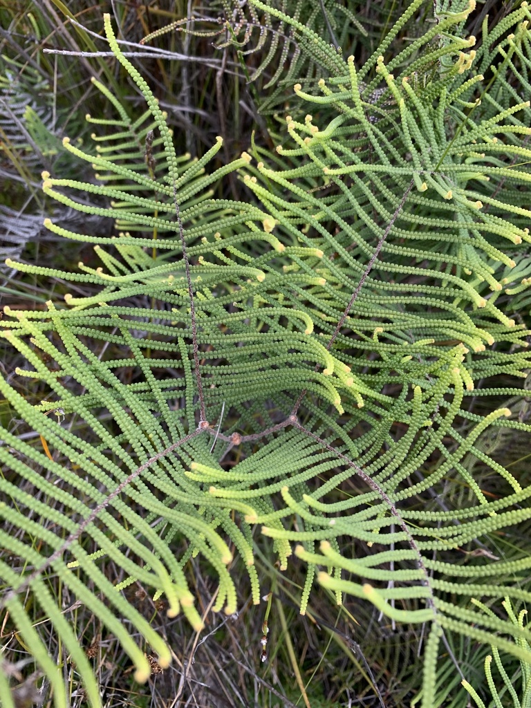 Pouched Coral Fern from Tasmania, Ida Bay, TAS, AU on March 12, 2023 at ...