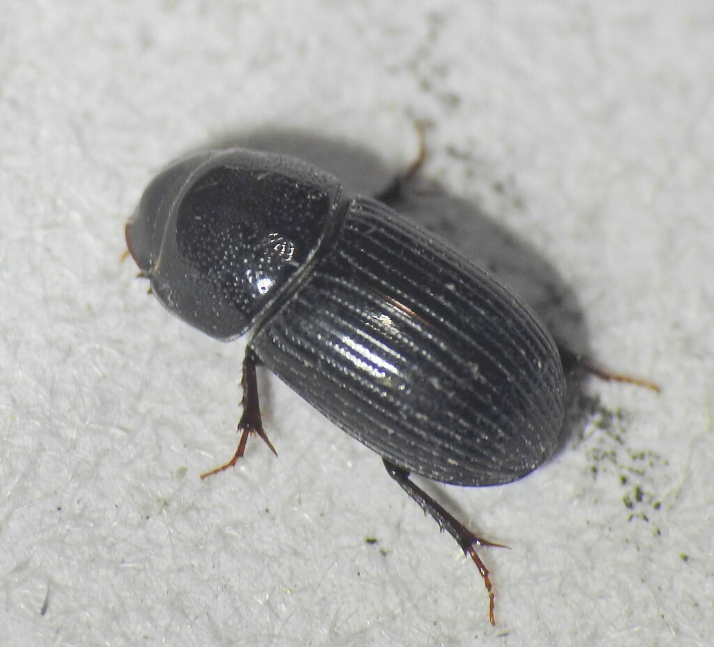 Small Dung Beetles from Talegalla Weir QLD 4650, Australia on March 14 ...