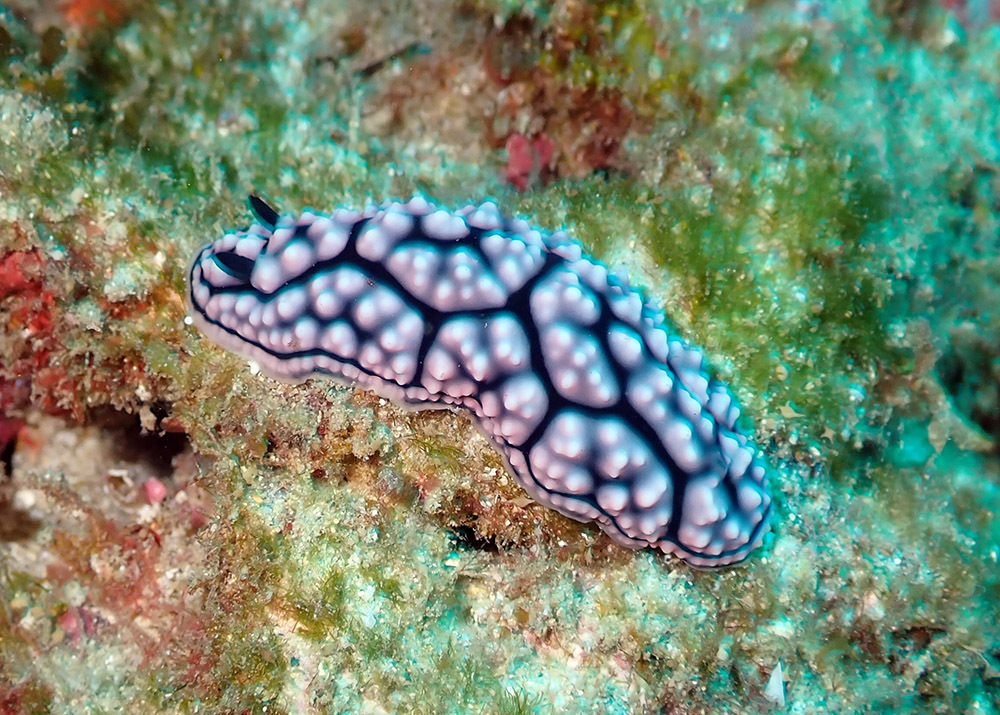 Phyllidiella pustulosa (Cuvier, 1804)