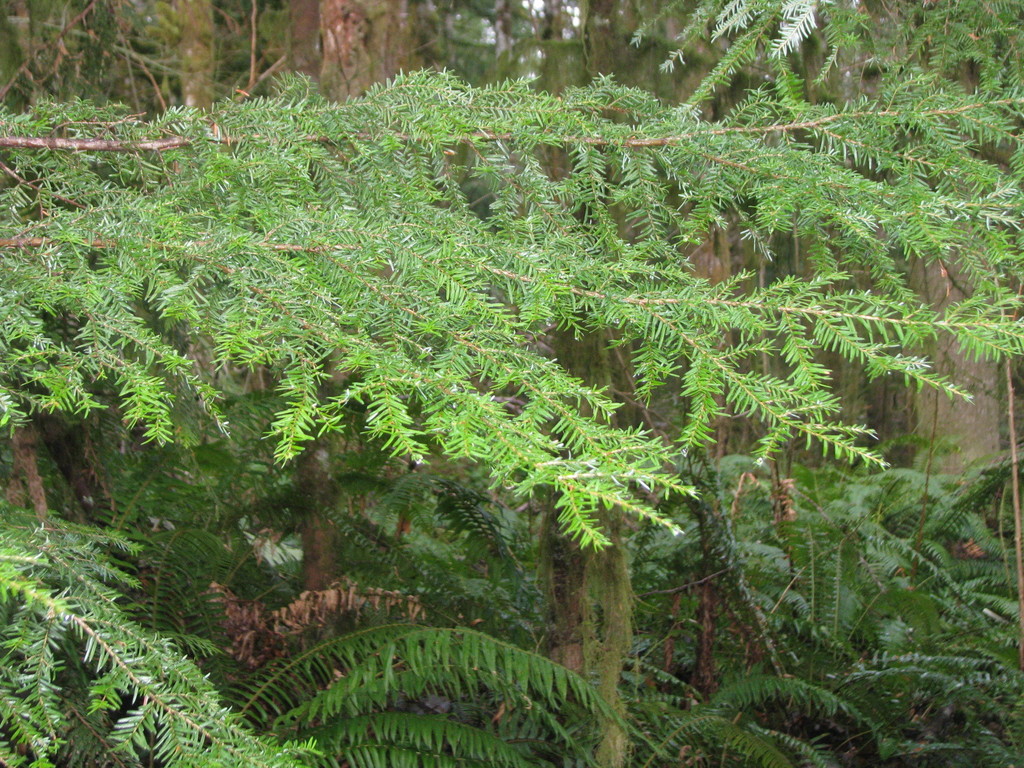 western hemlock (Plants of the Seattle-Tacoma Metro Area) · iNaturalist