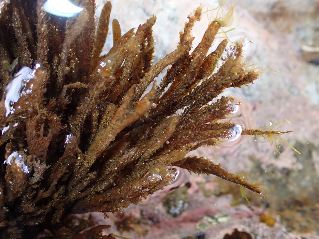 Dictyota kunthii from Port Jackson, Thames-Coromandel, Waikato, North ...