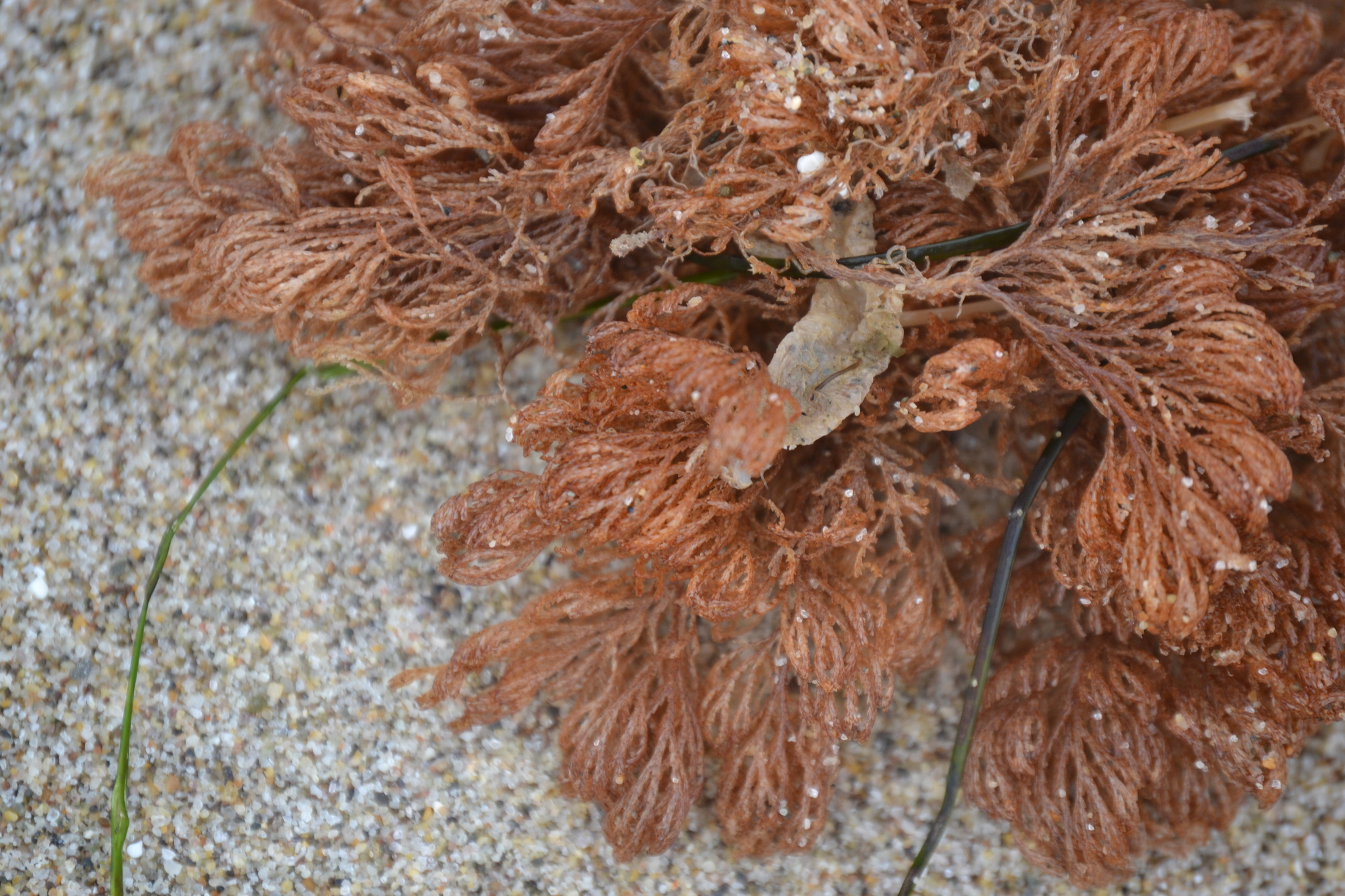 Bugula neritina (Linnaeus, 1758)