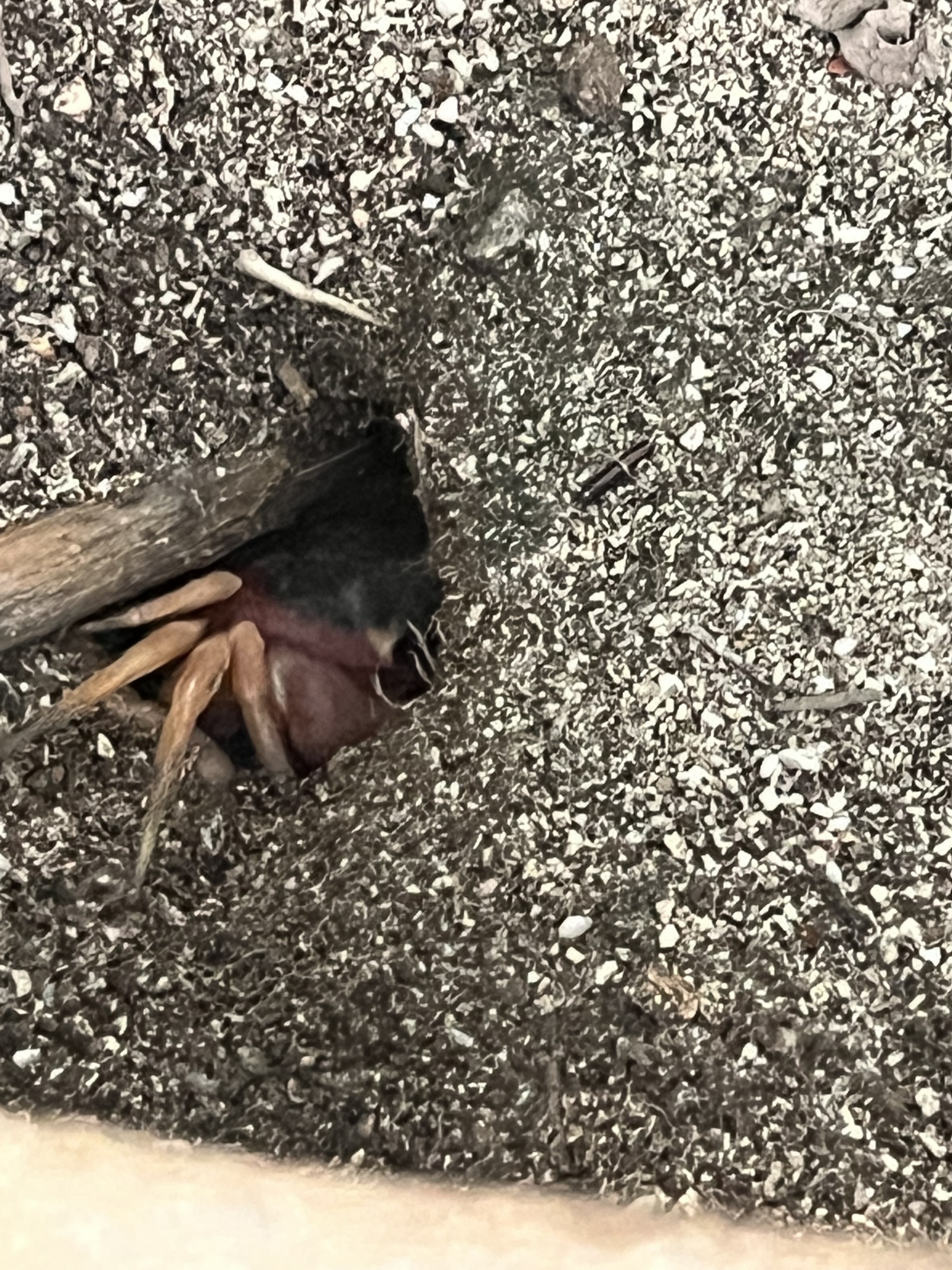 Gecarcinus lateralis Guérin, 1832