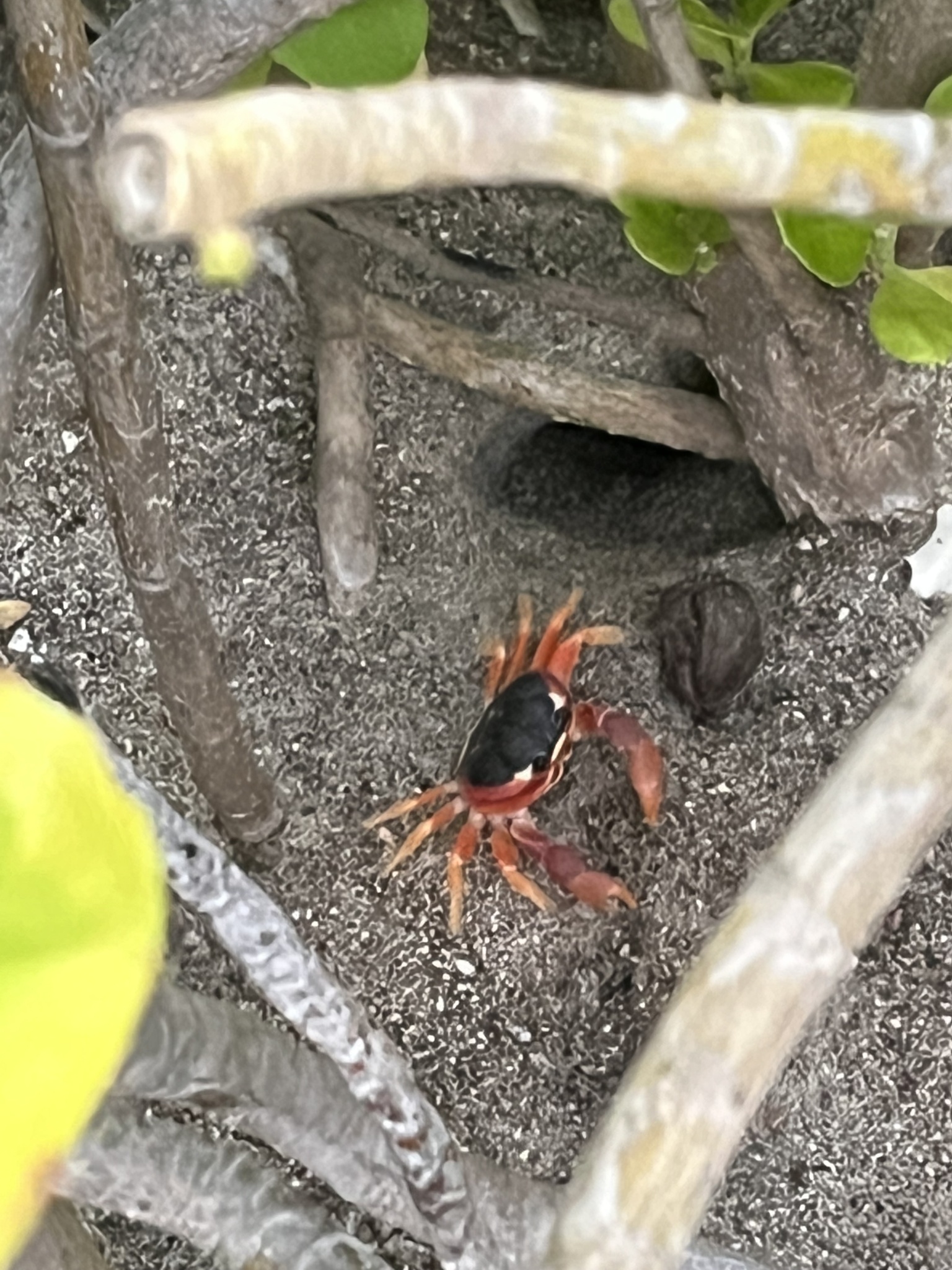 Gecarcinus lateralis Guérin, 1832