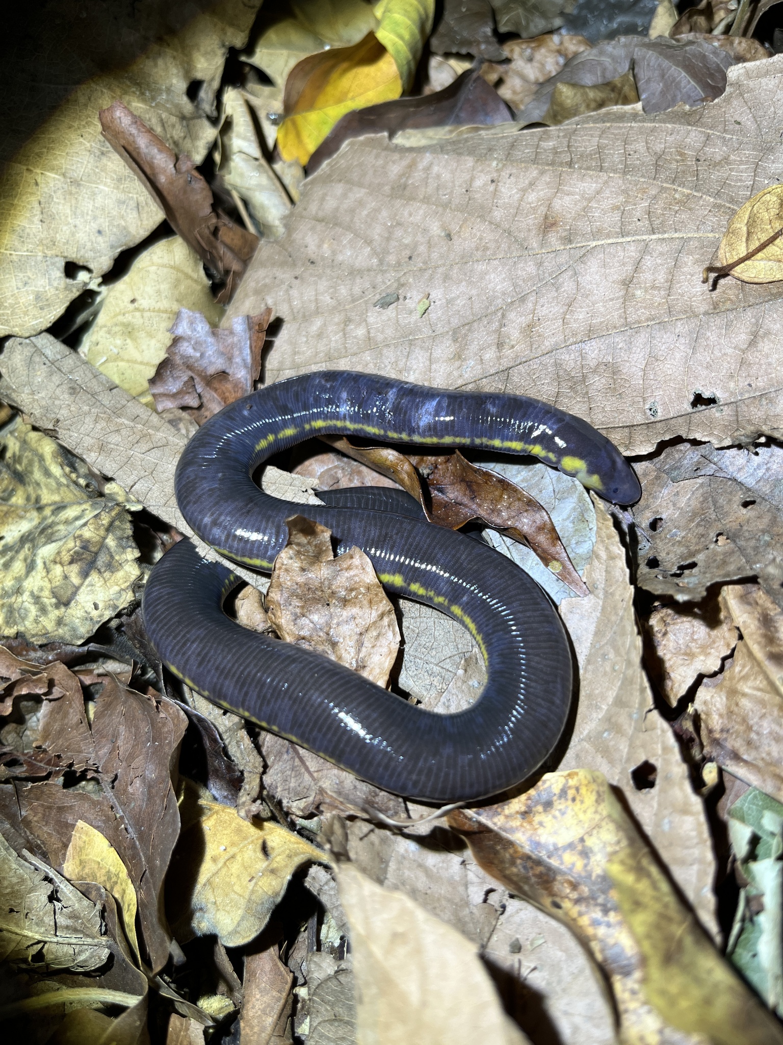 Ichthyophis kohtaoensis Taylor, 1960