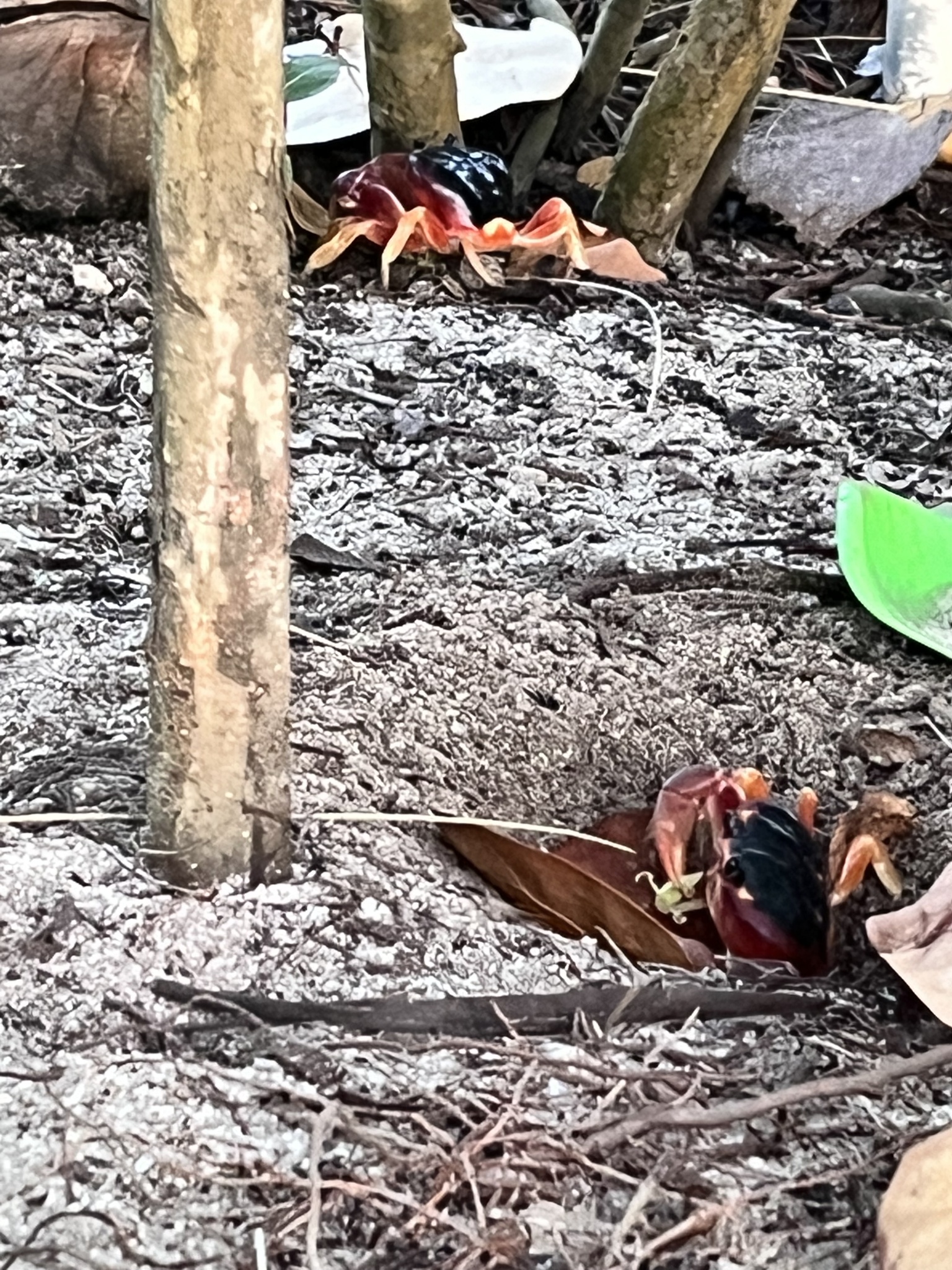 Gecarcinus lateralis Guérin, 1832