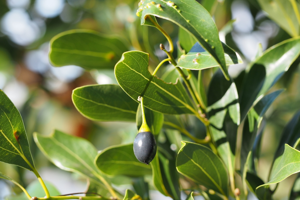 Japanese Cinnamon (Cinnamomum yabunikkei) - Botanical Realm