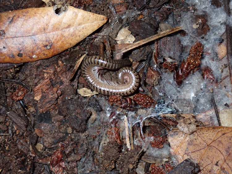 Snake millipedes from Humboldt, California, United States on January 29 ...