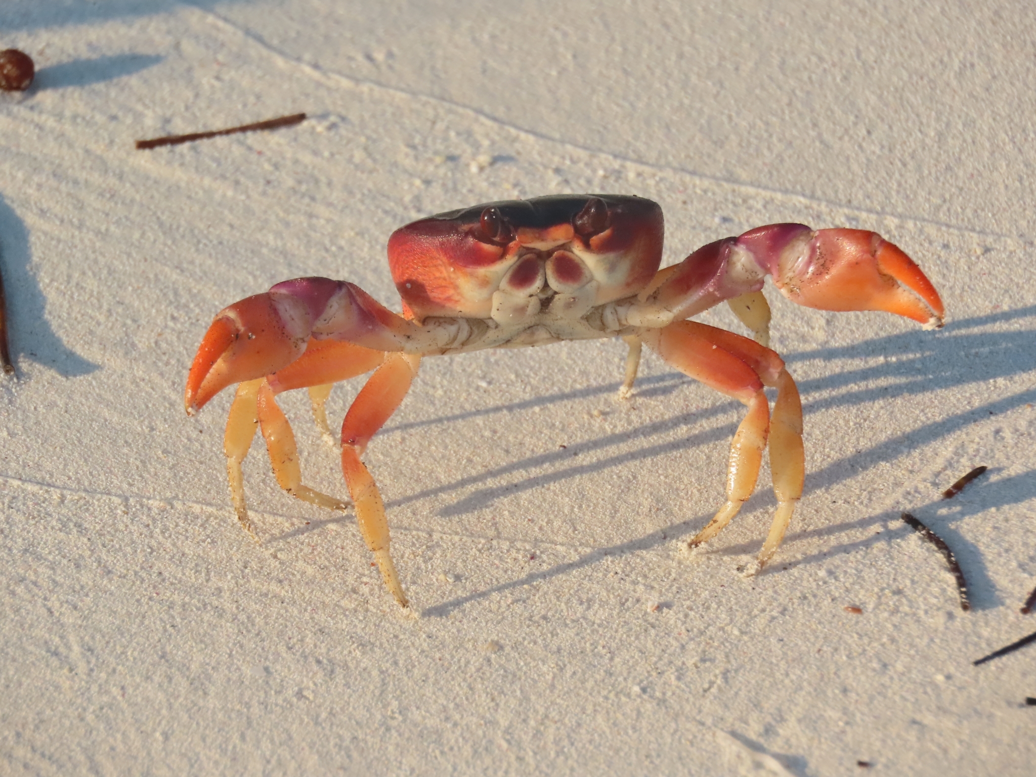 Gecarcinus lateralis Guérin, 1832