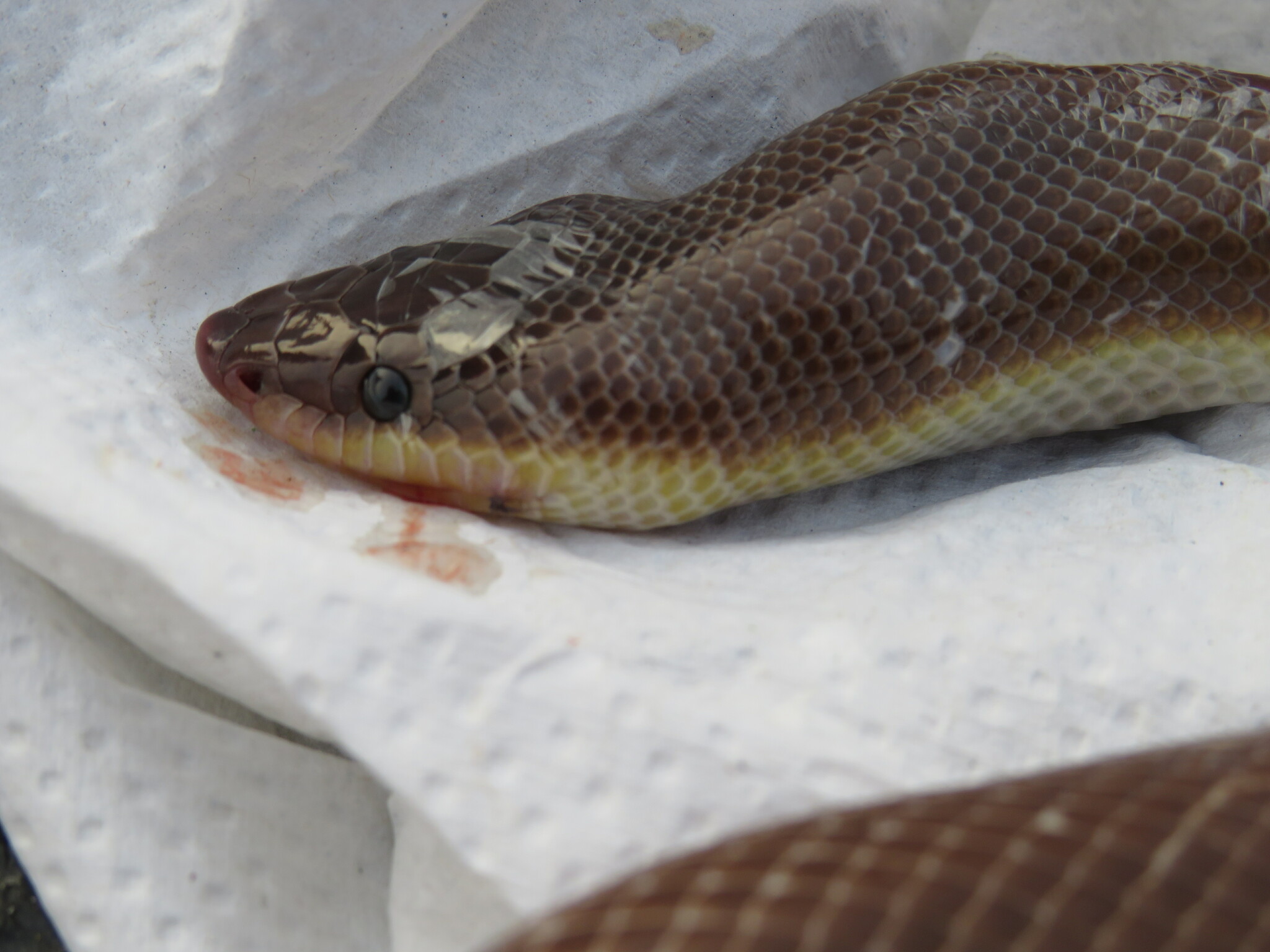 Loxocemus bicolor Cope, 1861