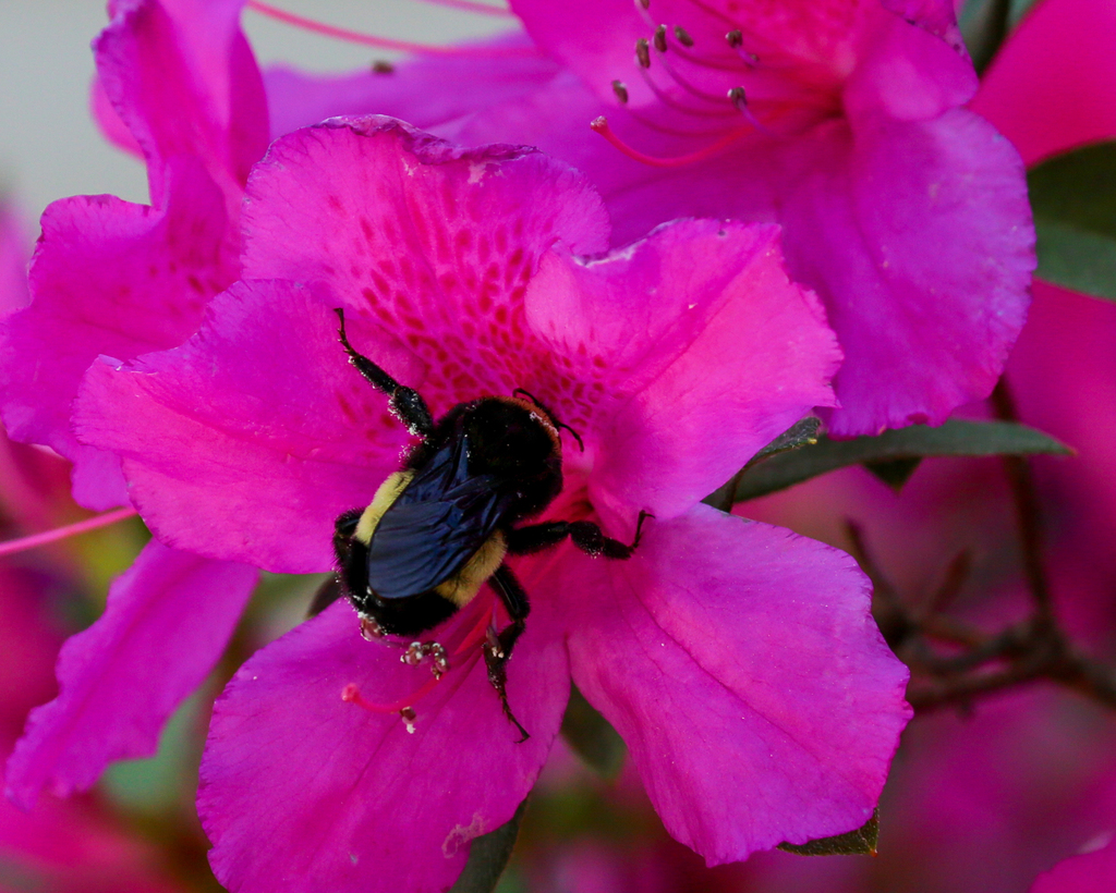 American Bumble Bee from 119 Cessna Way, Hawthorne, FL 32640, USA on ...