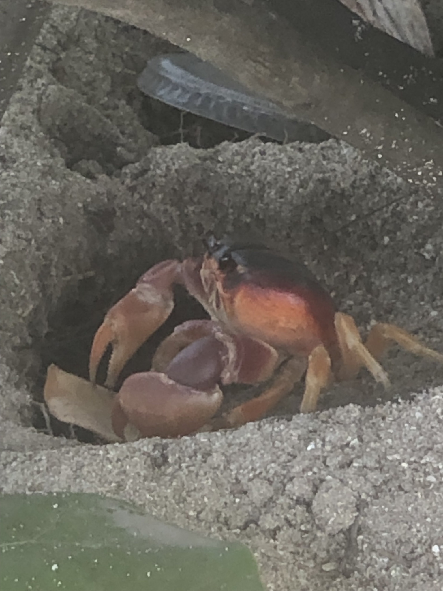 Gecarcinus lateralis Guérin, 1832