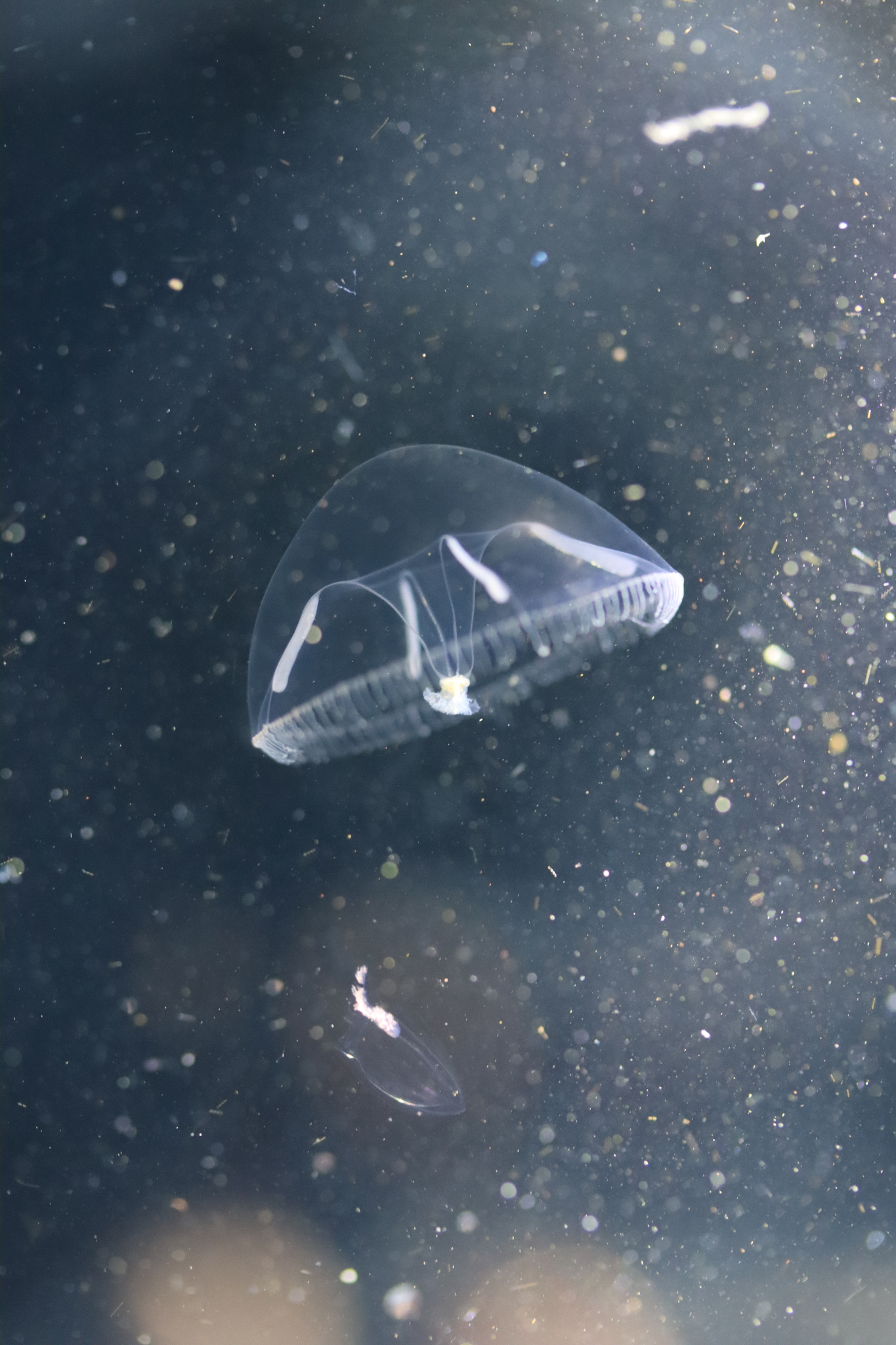 Eutonina indicans (Romanes, 1876)