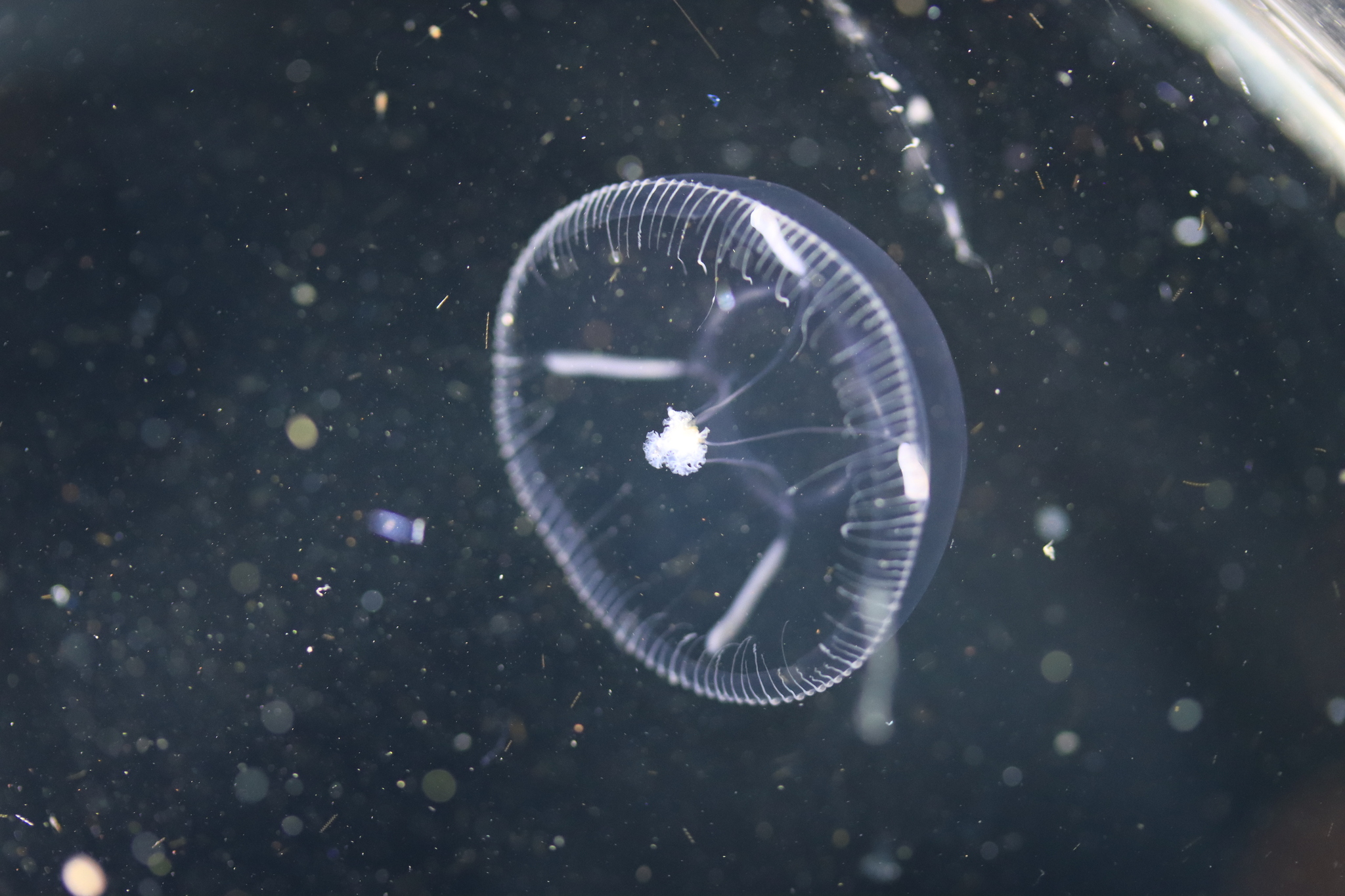 Eutonina indicans (Romanes, 1876)