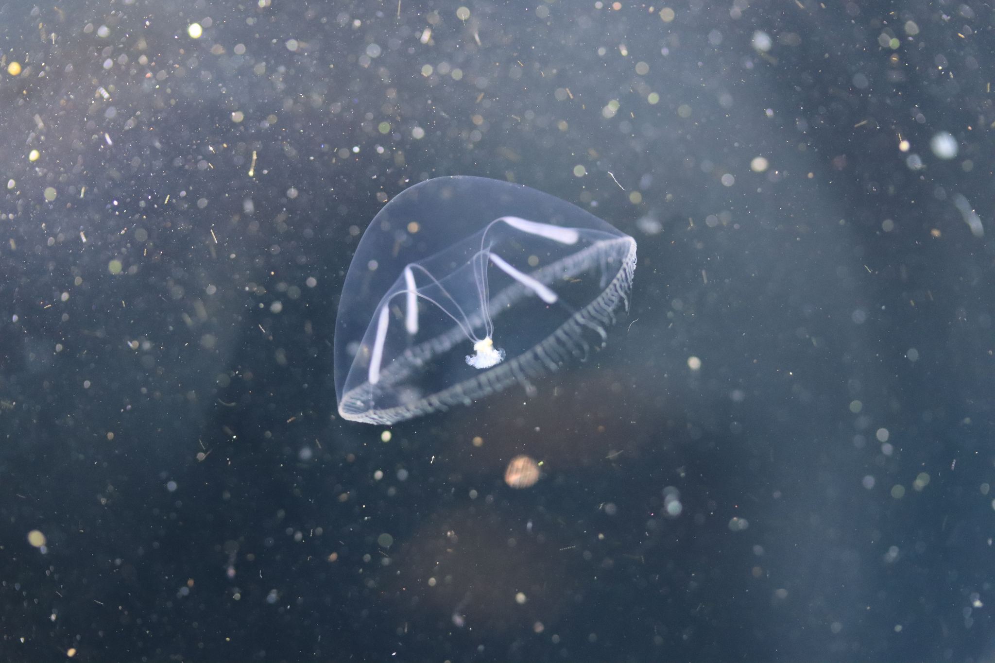 Eutonina indicans (Romanes, 1876)