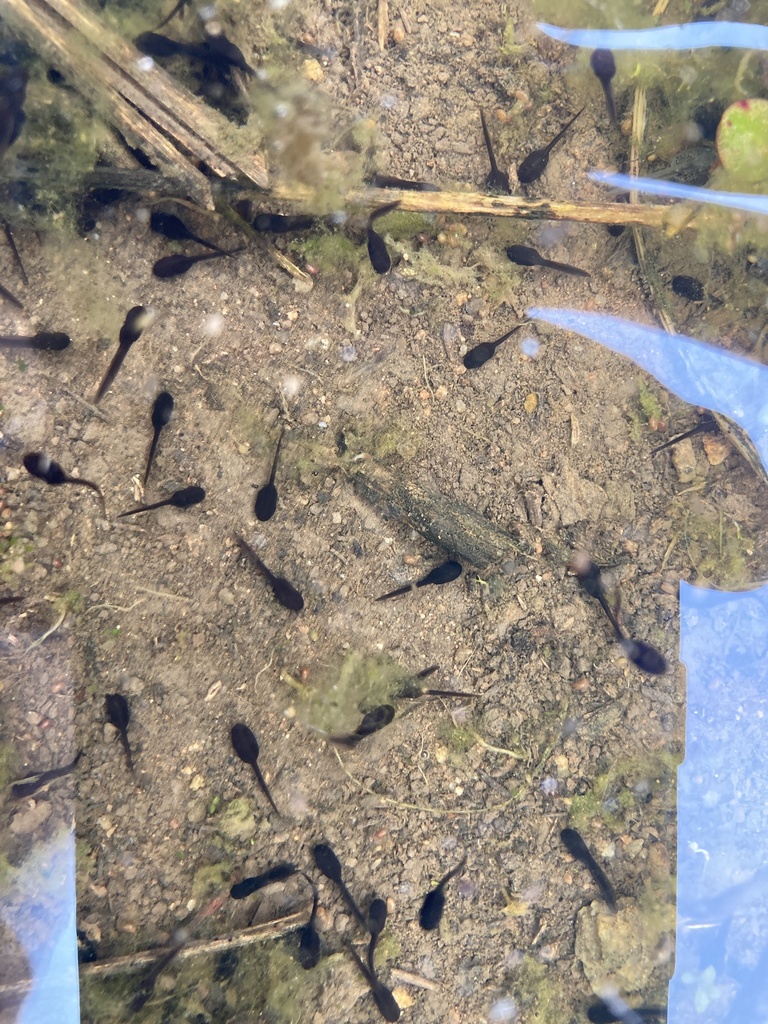 Western Toad from 4S Ranch, Poway, CA, US on March 14, 2023 at 05:08 PM ...