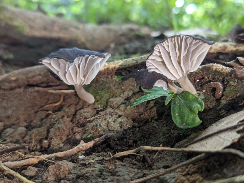 Hygroaster nodulisporus from Pastaza, EC-PA, EC on March 13, 2023 at 11 ...
