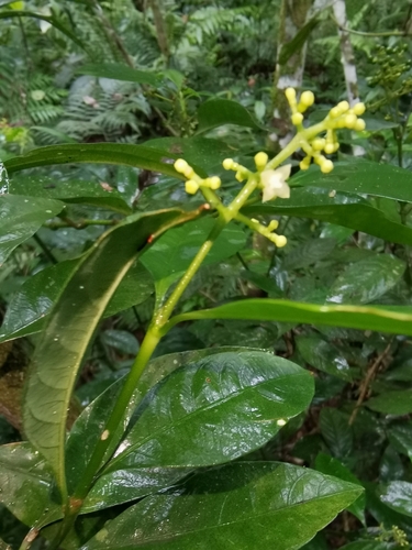 Palicourea brevicollis · iNaturalist Mexico