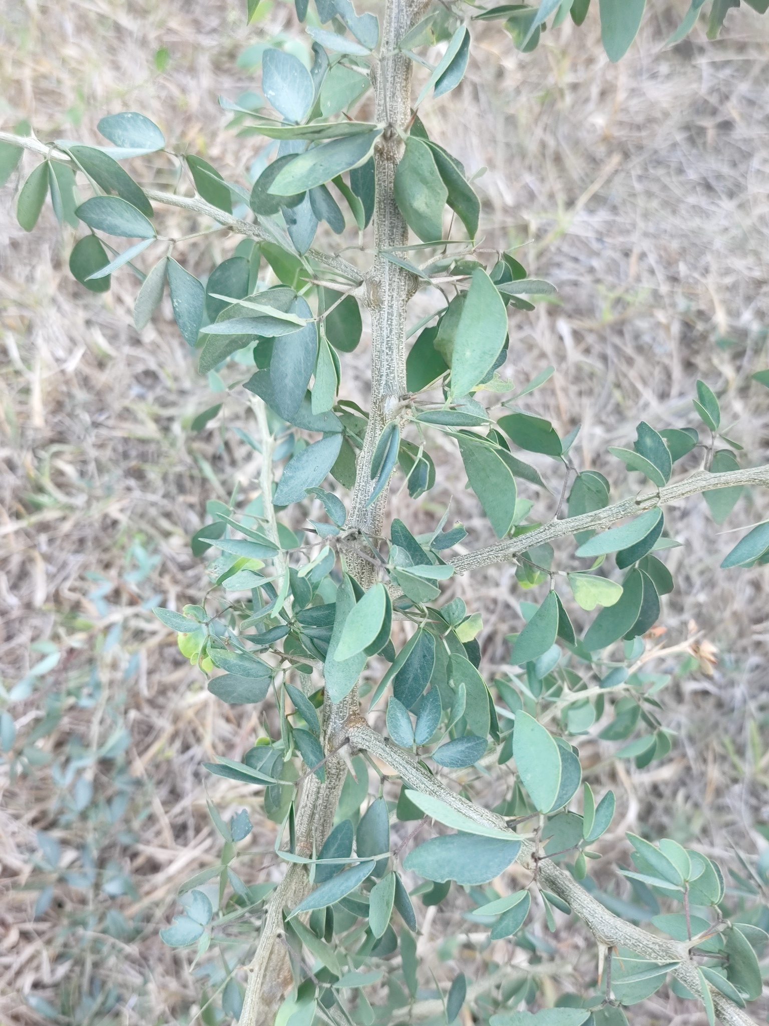 Pithecellobium dulce (Roxb.) Benth.