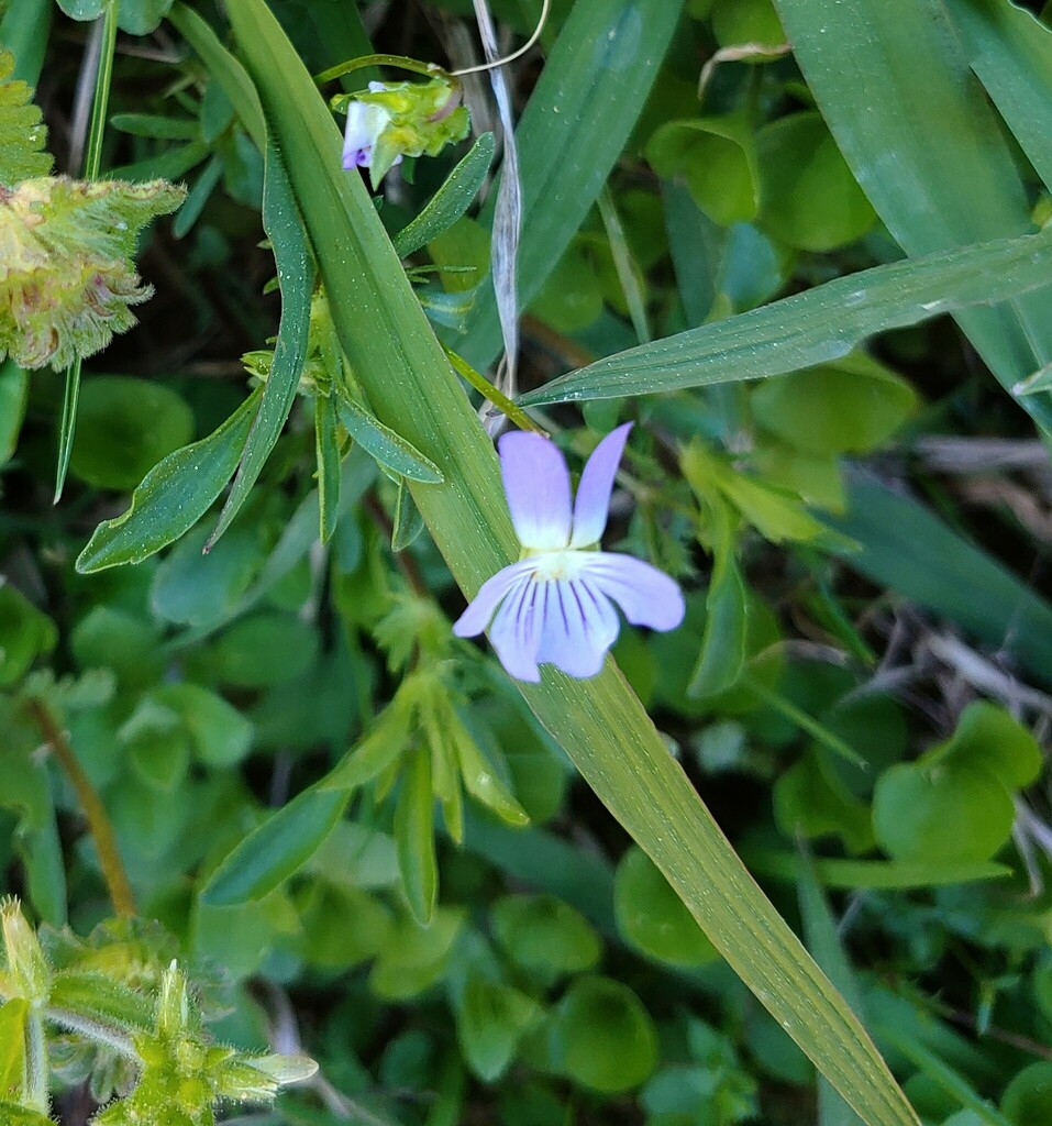 American field pansy from Mountain Park, GA, USA on March 14, 2023 at ...