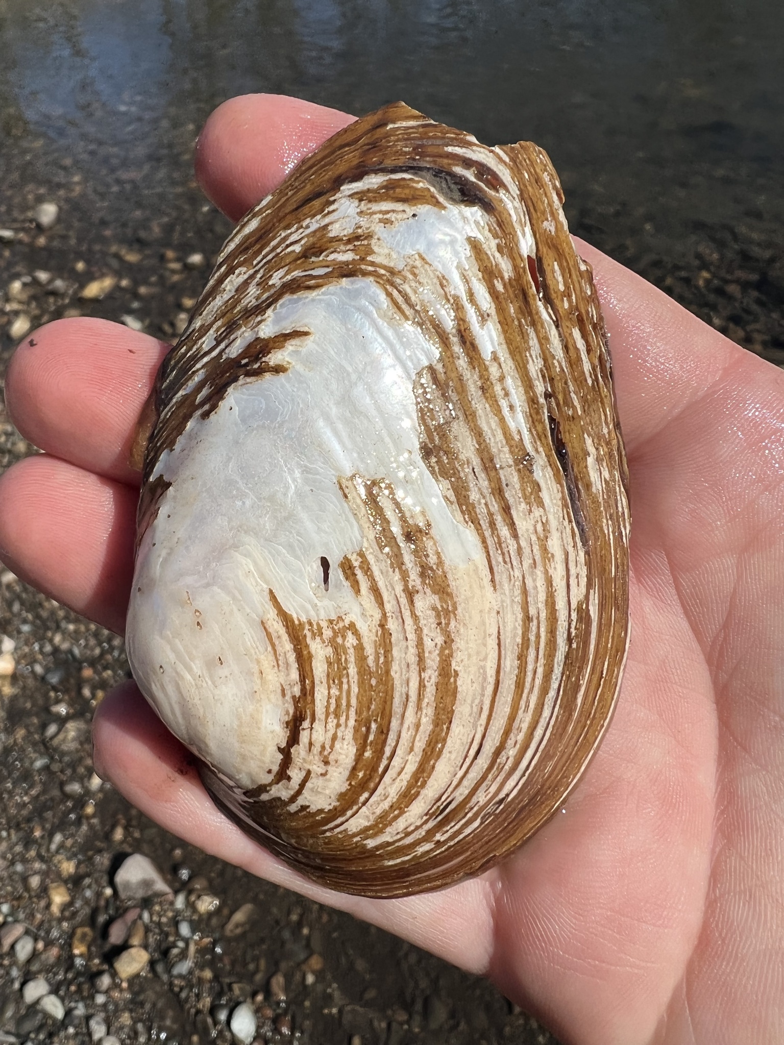 Fusconaia C.T.Simpson, 1900