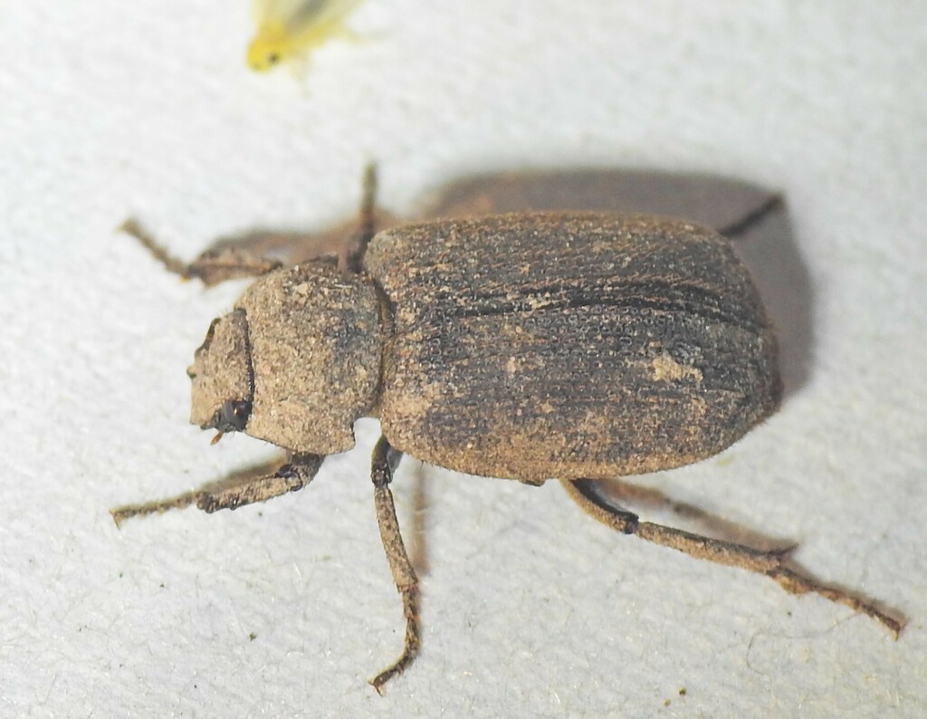 Maechidius from Talegalla Weir QLD 4650, Australia on March 14, 2023 at ...