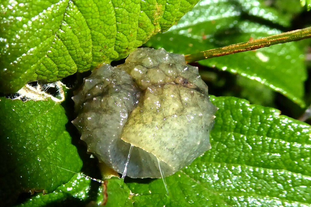 Pseudaneitea from Waikouaiti, New Zealand on February 26, 2023 at 09:50 ...