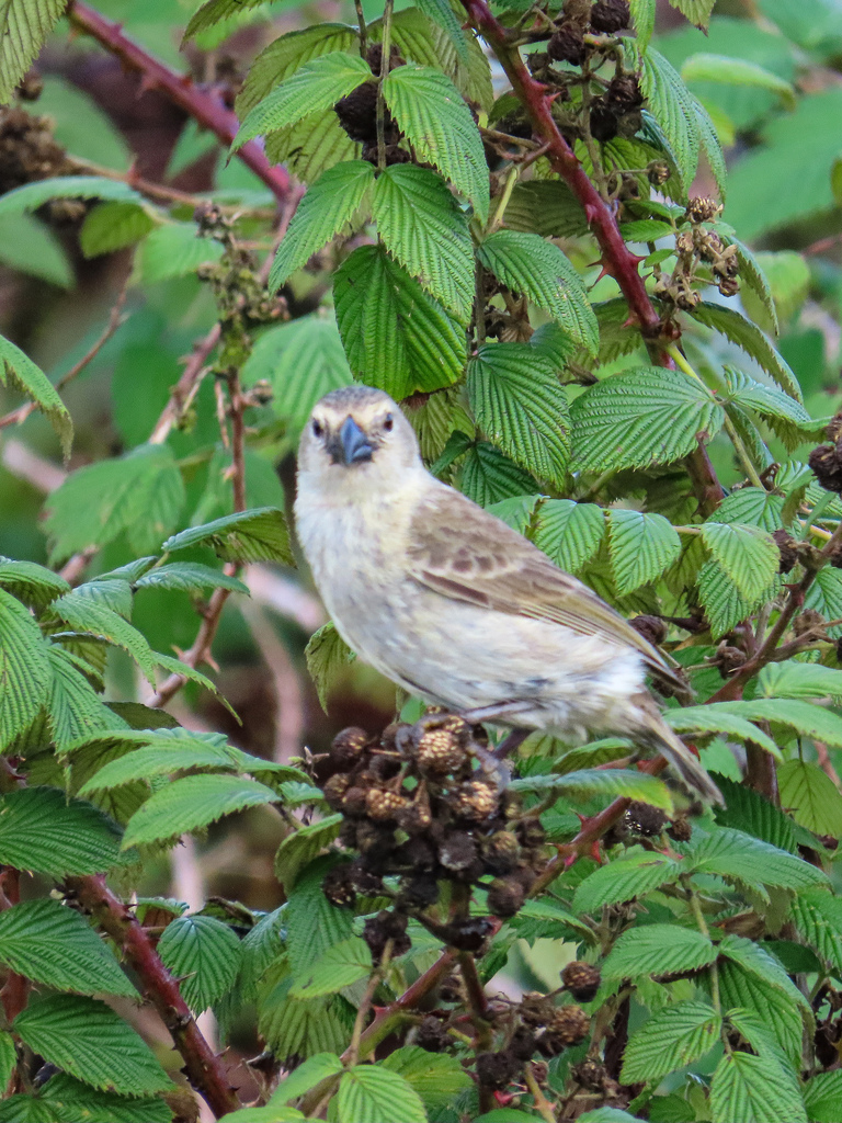 Small Tree-Finch from Isla San Cristobal, Ecuador on February 17, 2023 ...