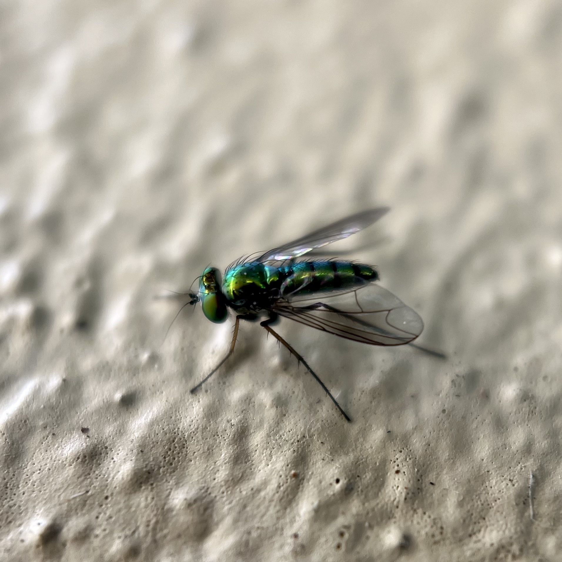 Condylostylus longicornis (Fabricius, 1775)