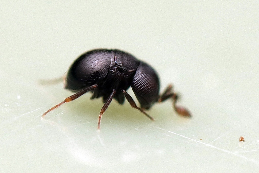 Baeus from Kaeo, New Zealand on March 09, 2022 at 06:03 PM by Tom ...