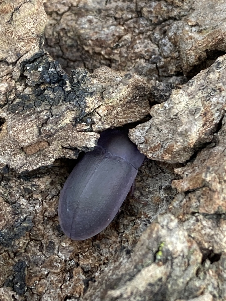blue pie-dish beetles from Royal Park, Parkville, VIC, AU on March 15 ...