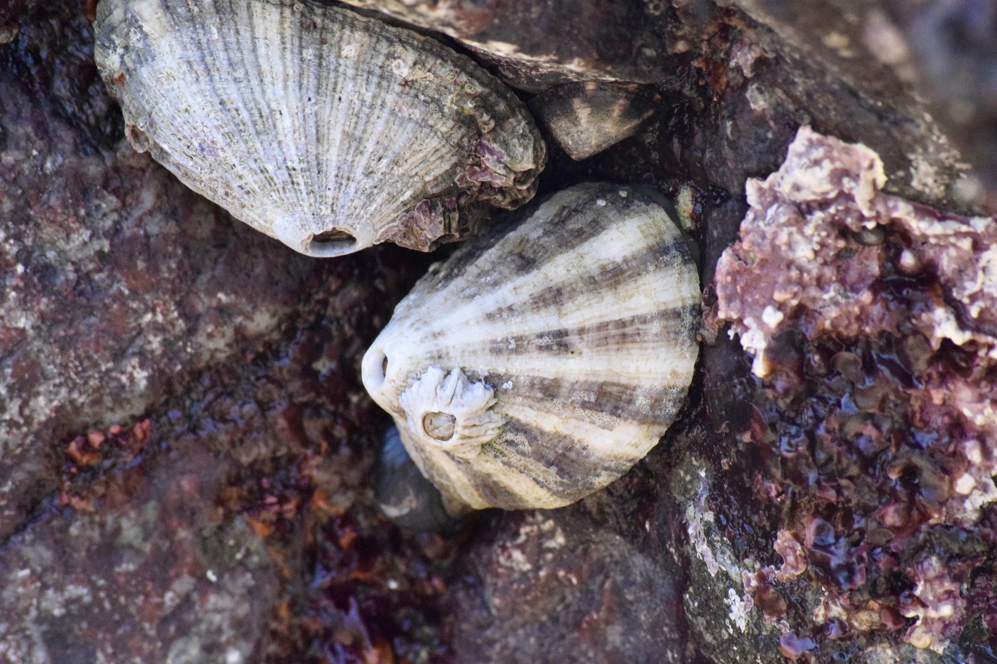 Diodora aspera (Rathke, 1833)