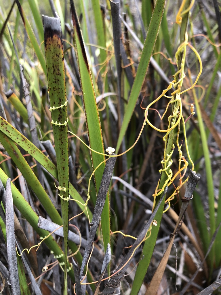 Slender Devil's Twine from Gum Lagoon SA 5275, Australia on March 15 ...